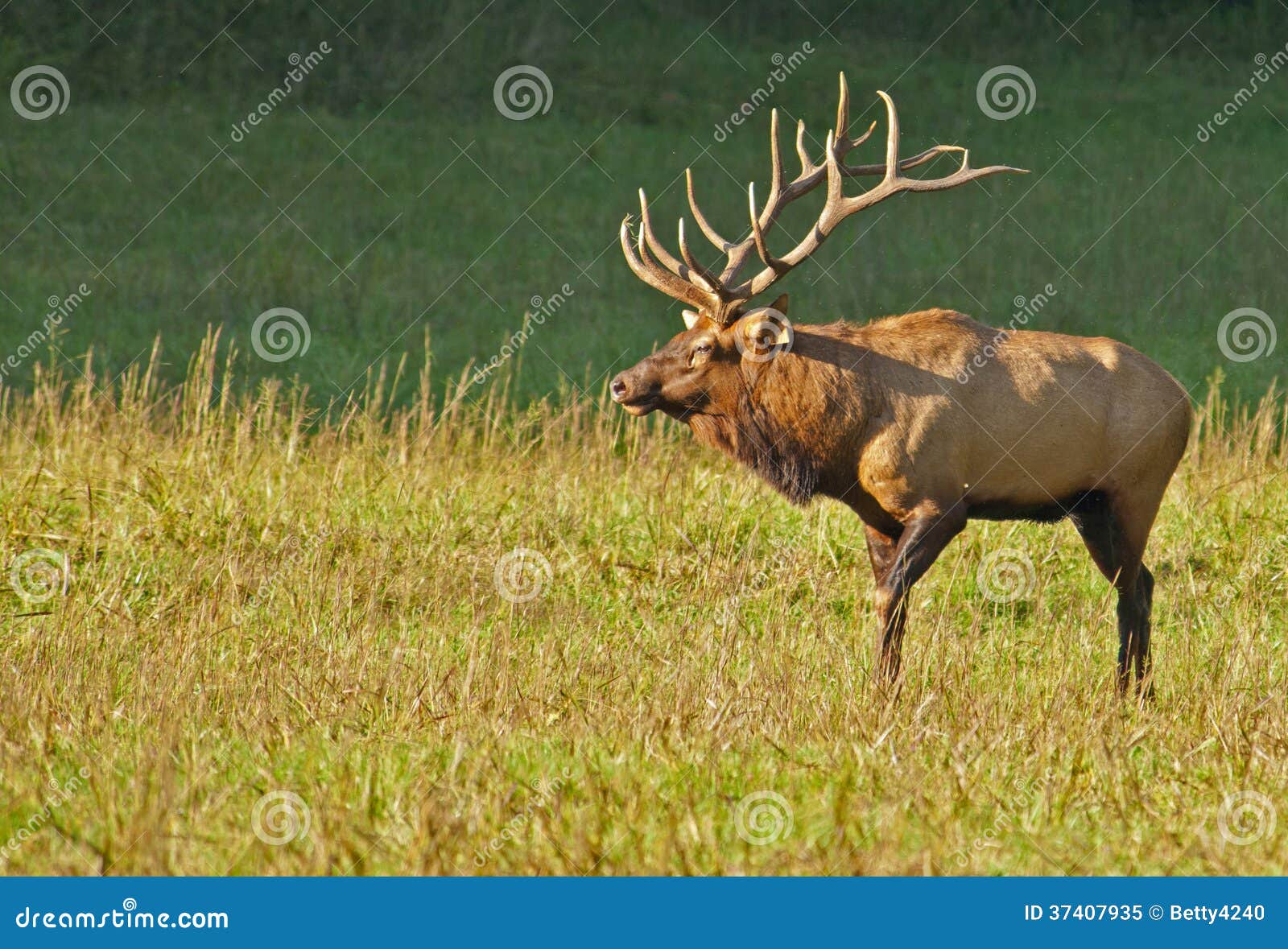 Male Elk in Rut at Cataloochee. Stock Image - Image of forest ...