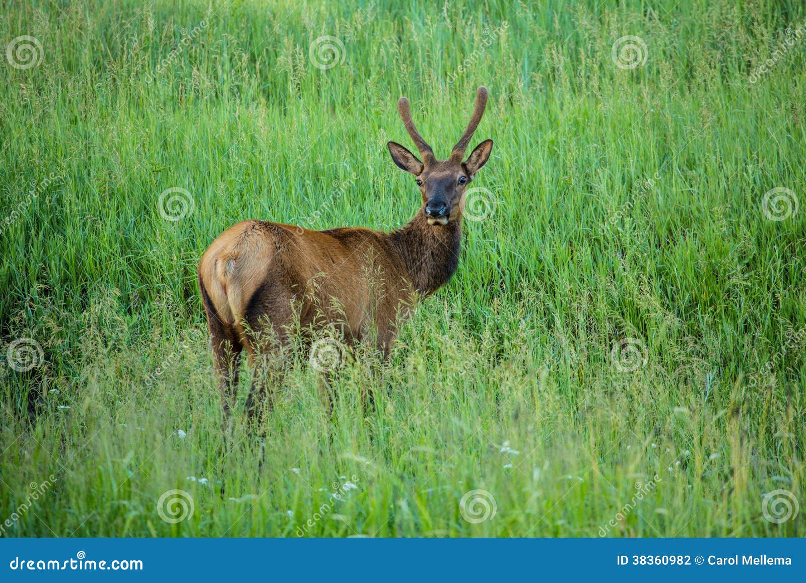 Young Male Elk Small Horns Colorado Stock Photos - Free & Royalty-Free ...