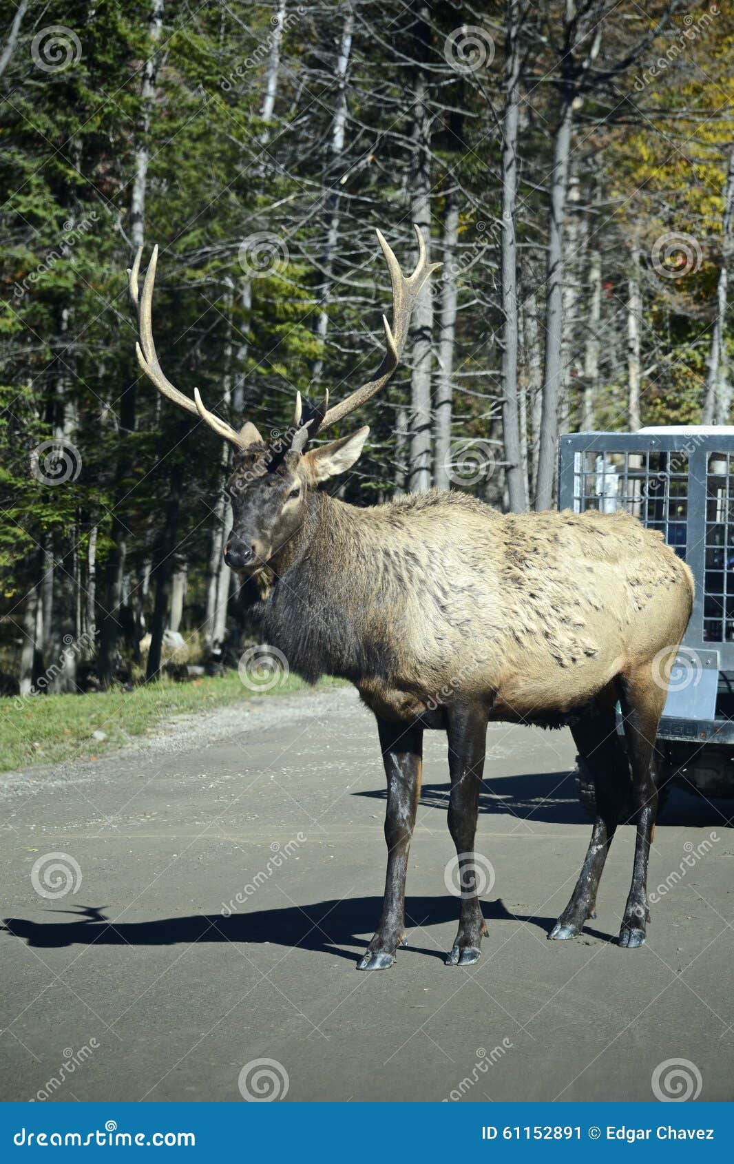 Male Elk stock image. Image of road, multiple, trees - 61152891