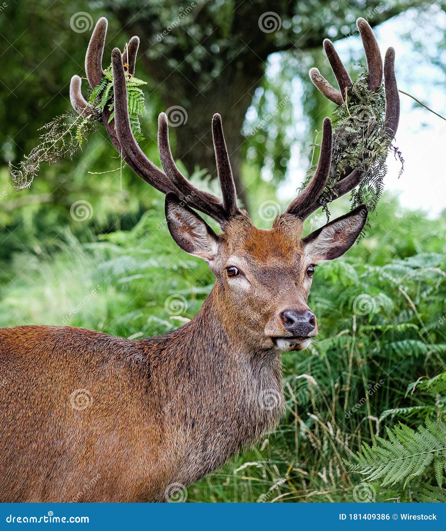 Male Elk Surrounded by Grass and Trees Stock Photo - Image of hunting ...