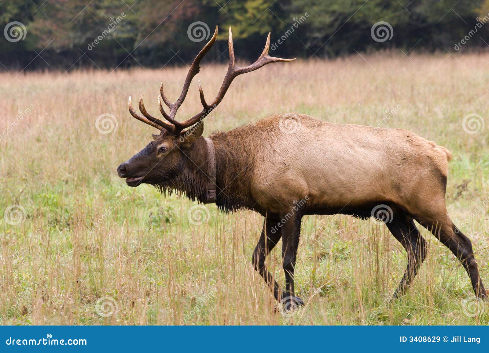Male Elk Walking stock image. Image of beautiful, mammal - 3408629