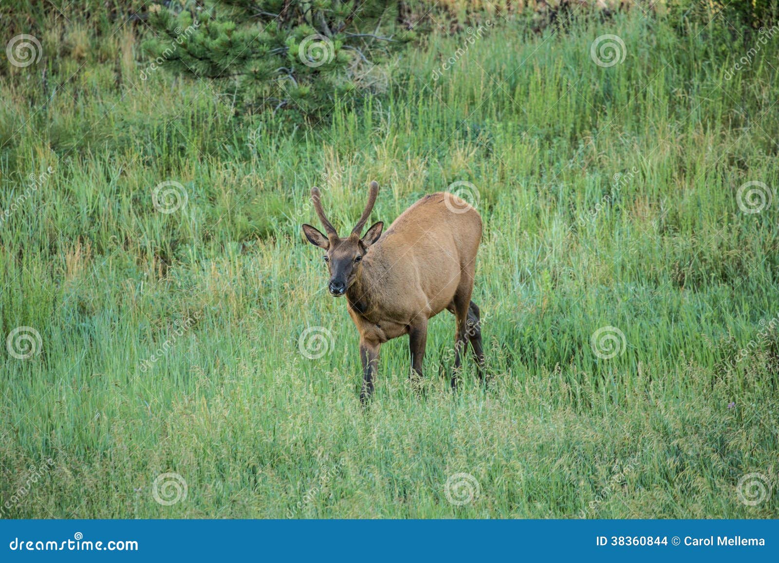 Male Elk Yearling in Colorado Stock Photo - Image of nature, grassland ...
