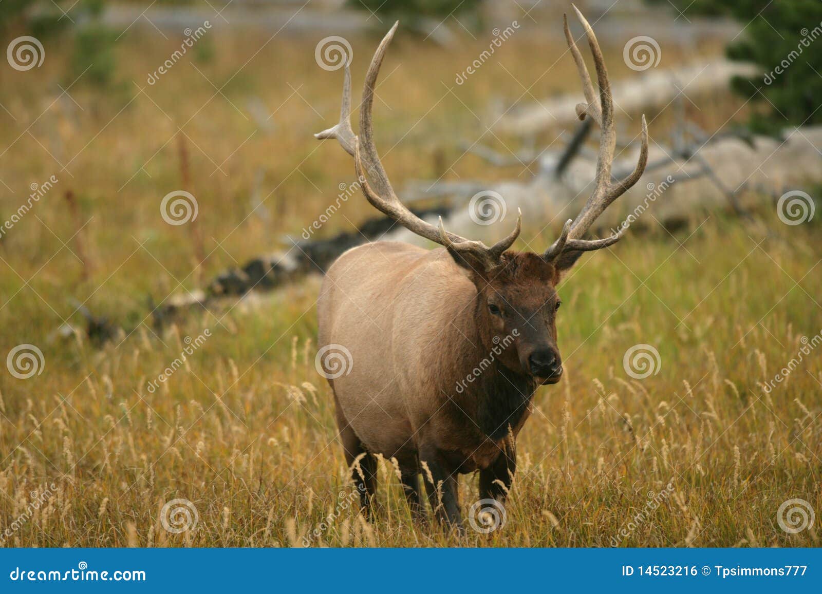 Male Elk of Yellowstone stock photo. Image of vegetation - 14523216