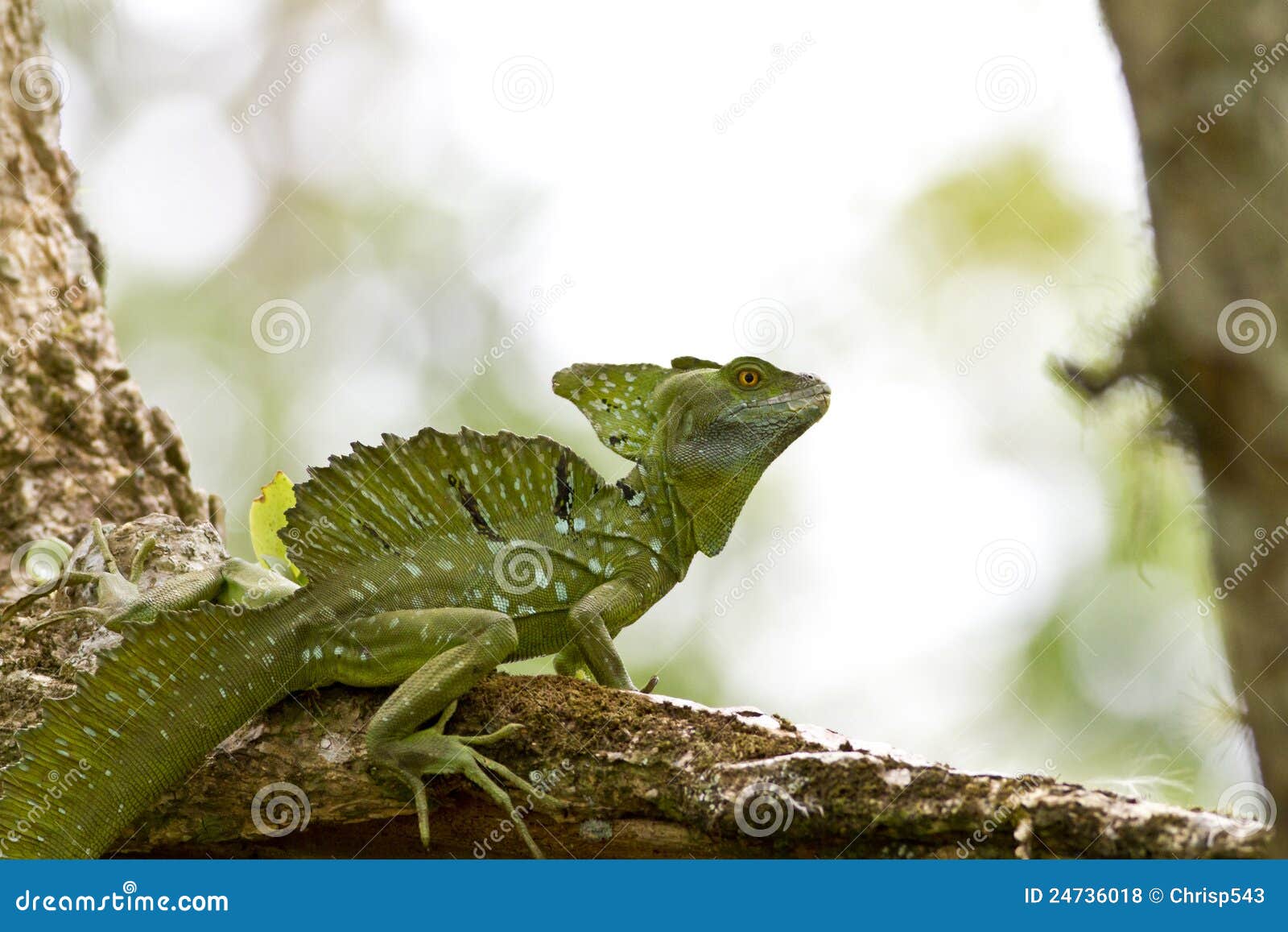 Male Emerald Basilisk stock photo. Image of costa, coldblooded - 24736018