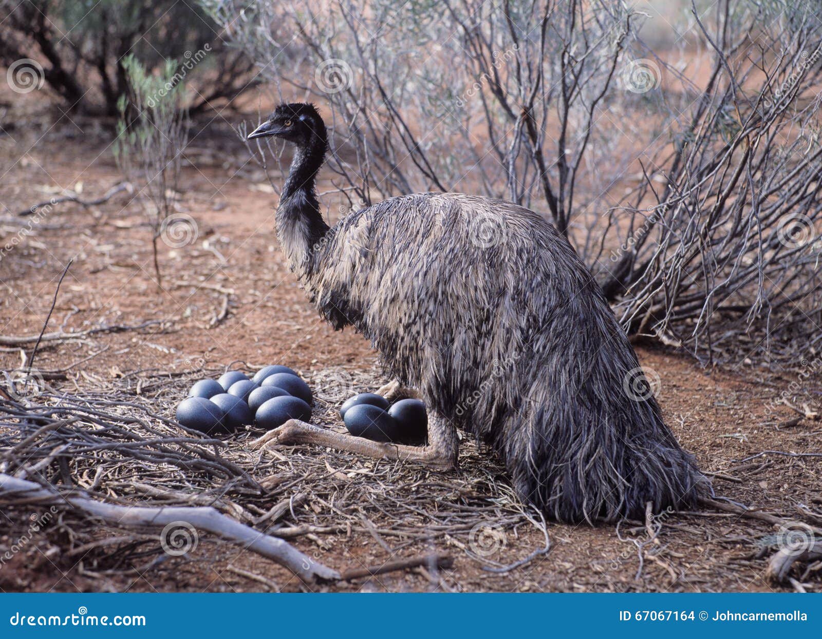 Male Emu stock photo. Image of birds, nest, blue, wildlife - 67067164