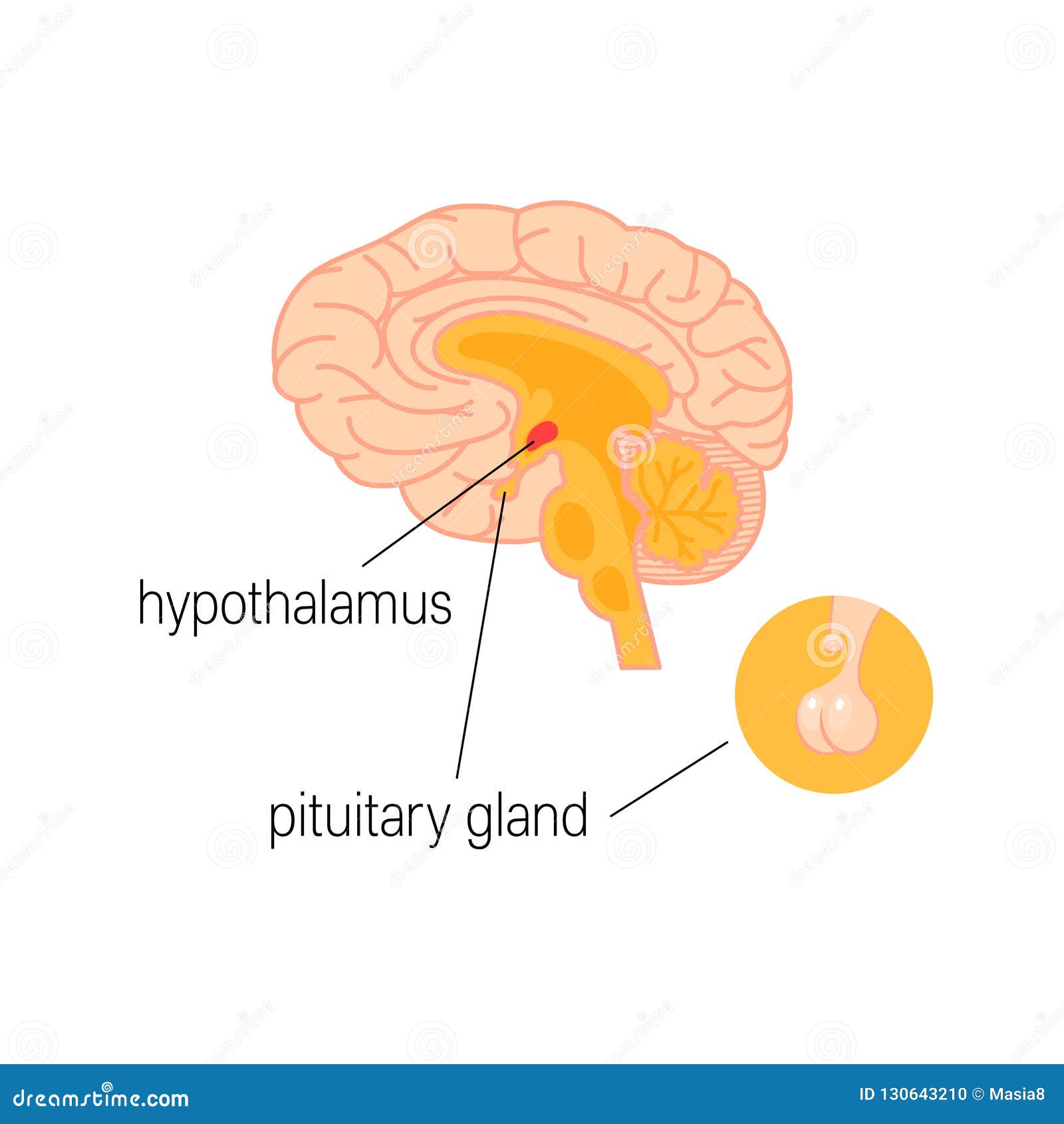 Hypophysis Infographic Stock Illustrations – 13 Hypophysis Infographic ...