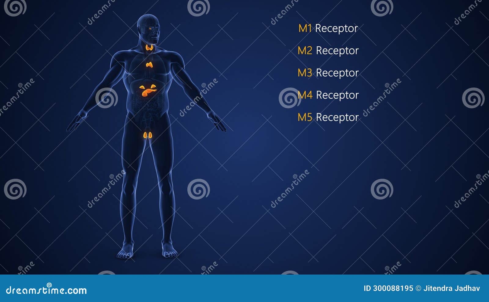 Male Endocrine System or Muscarinic Acetylcholine Receptor Stock ...