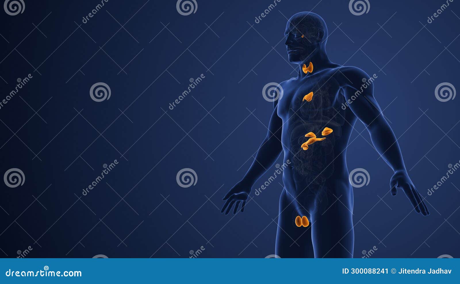 Muscarinic Acetylcholine Receptor Endocrine System in Males Stock ...