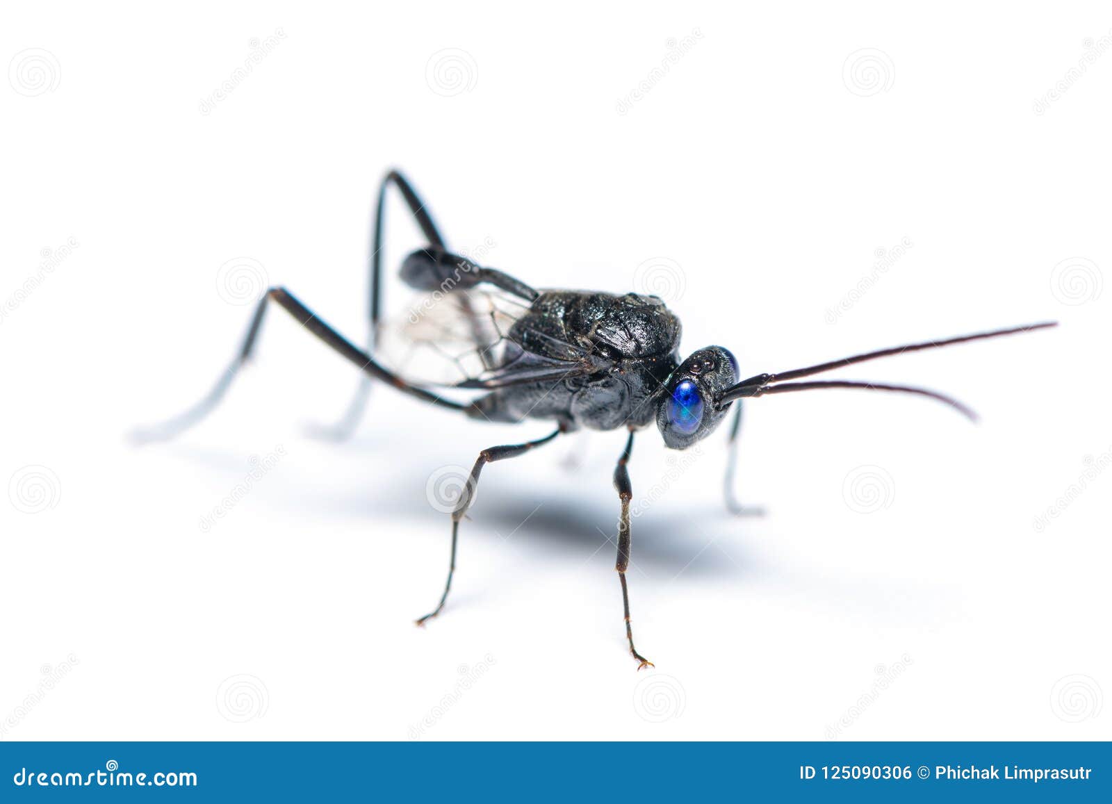 Cockroach Wasps Or Jewel Wasp, Ampulex, Ampulicidae, Aarey Milk Colony ...