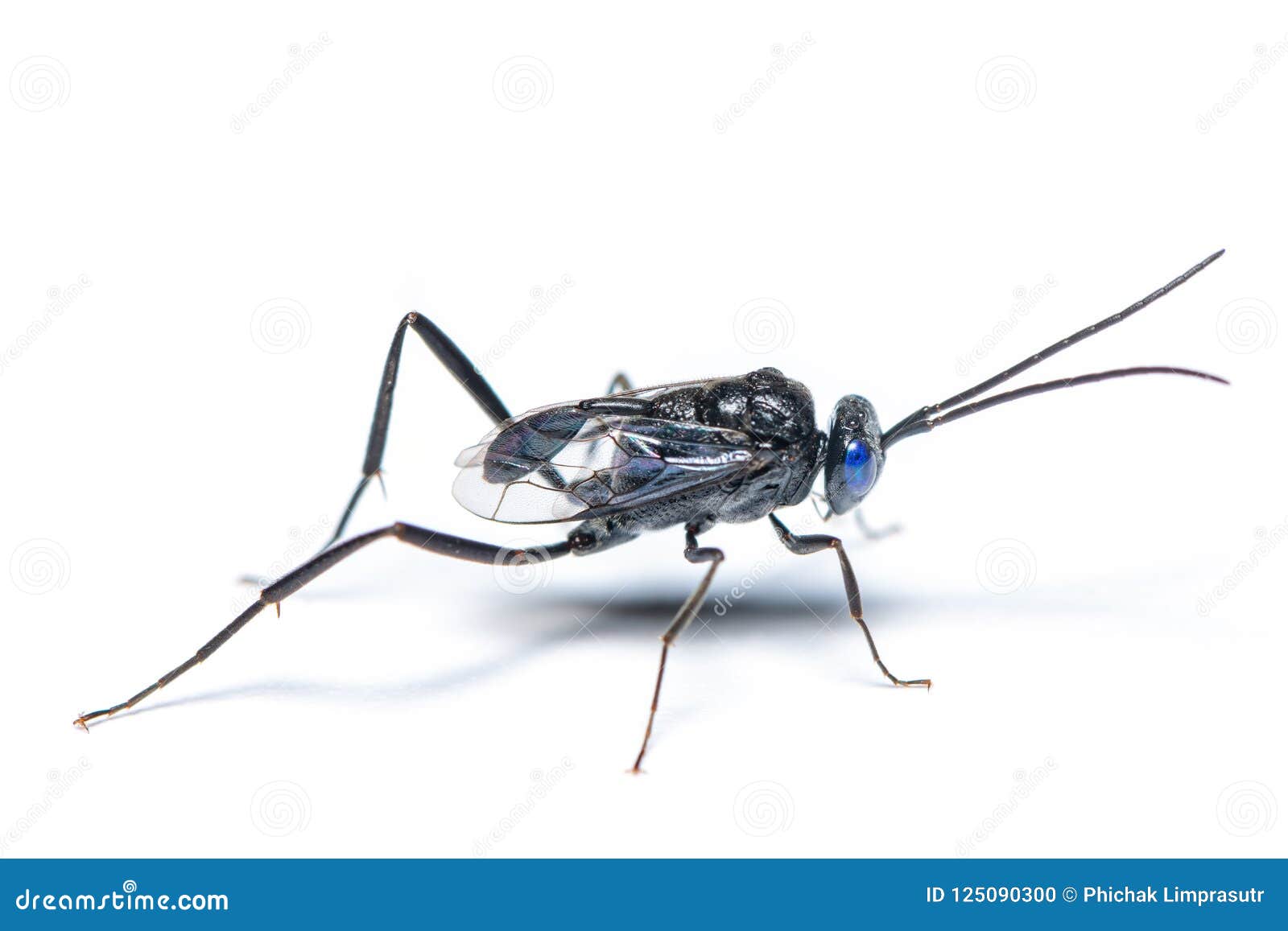 Cockroach Wasps Or Jewel Wasp, Ampulex, Ampulicidae, Aarey Milk Colony ...