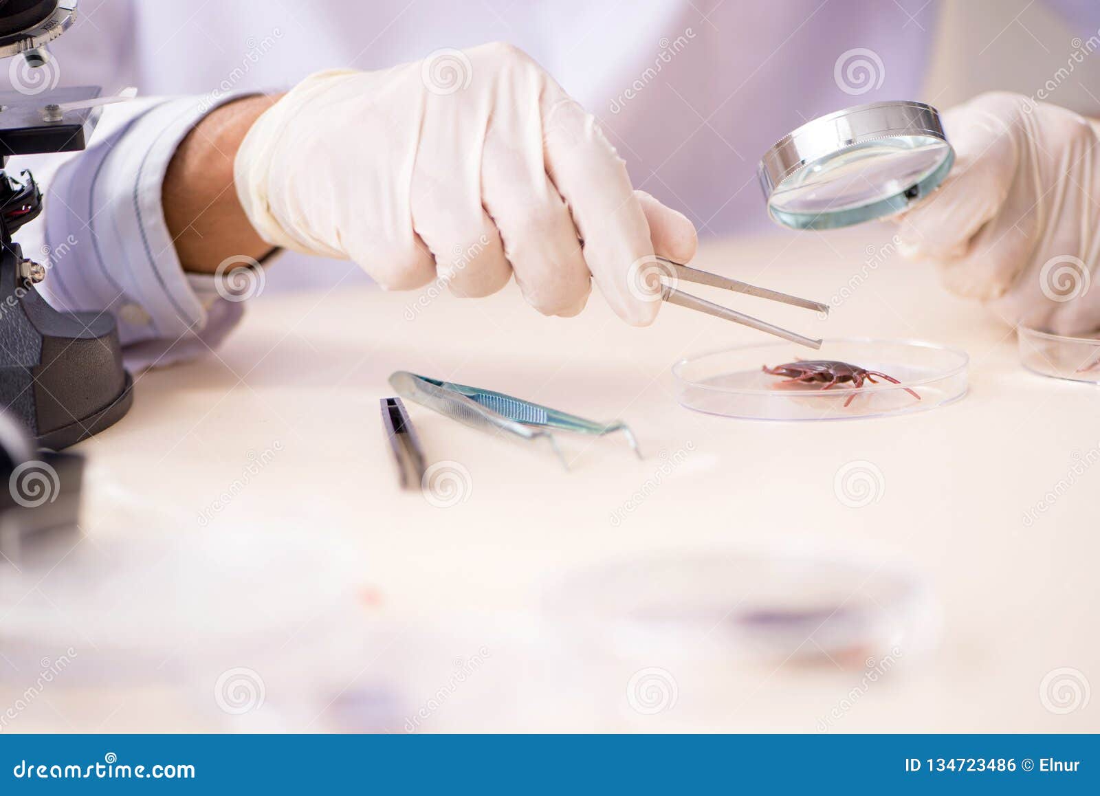 The Male Entomologist Working in the Lab on New Species Stock Photo ...