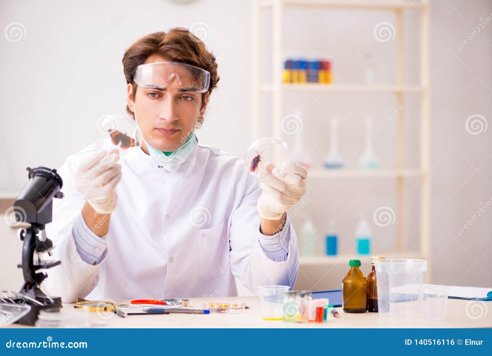 The Male Entomologist Working in the Lab on New Species Stock Photo ...