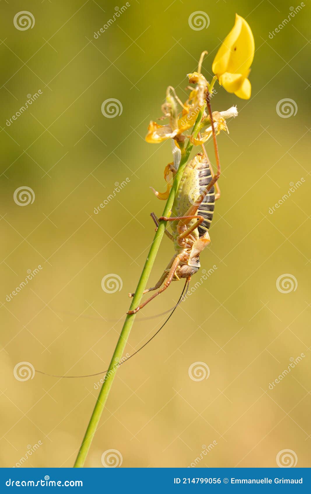 Male Epiphyte or Large Grasshopper on a Broom Stem Stock Photo - Image ...