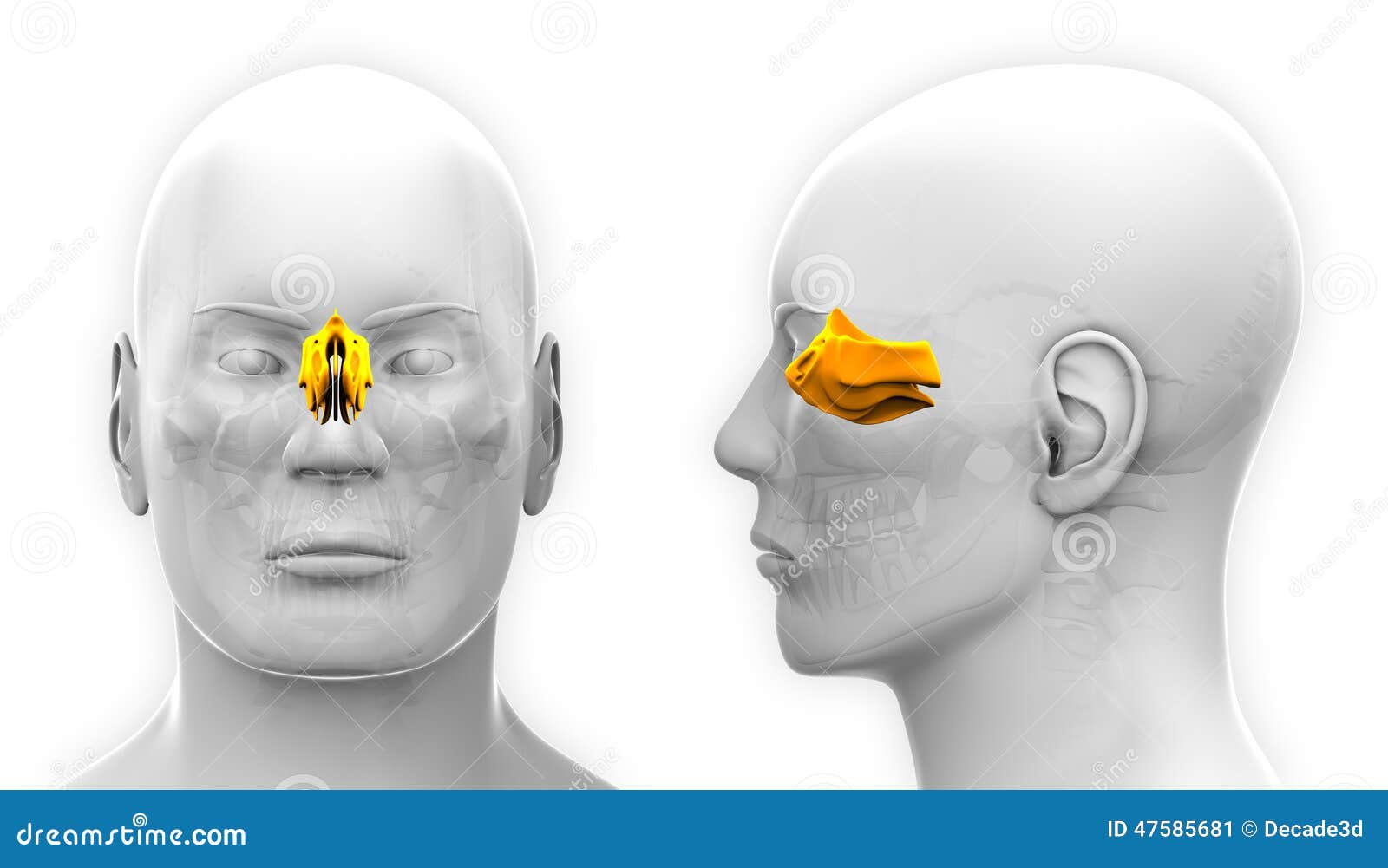 Male Ethmoid Skull Anatomy - Isolated On White Stock Illustration ...
