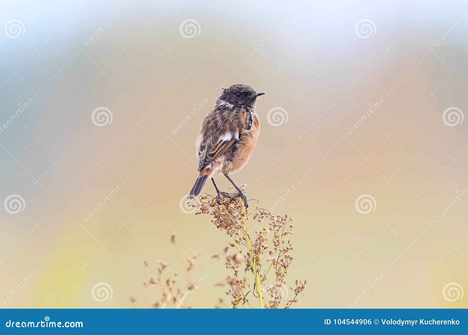 Eurasian Winchat Stock Photos - Free & Royalty-Free Stock Photos from ...