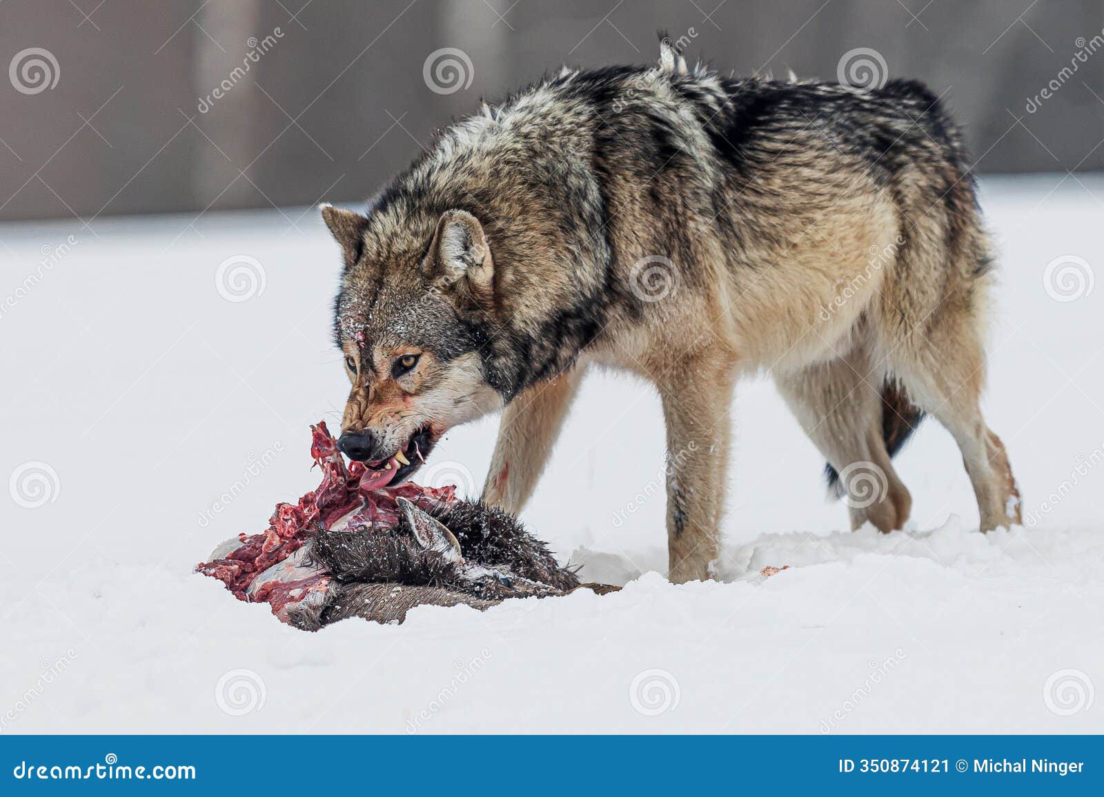 Male Eurasian Wolf (Canis Lupus Lupus) Commands Respect Stock Image ...