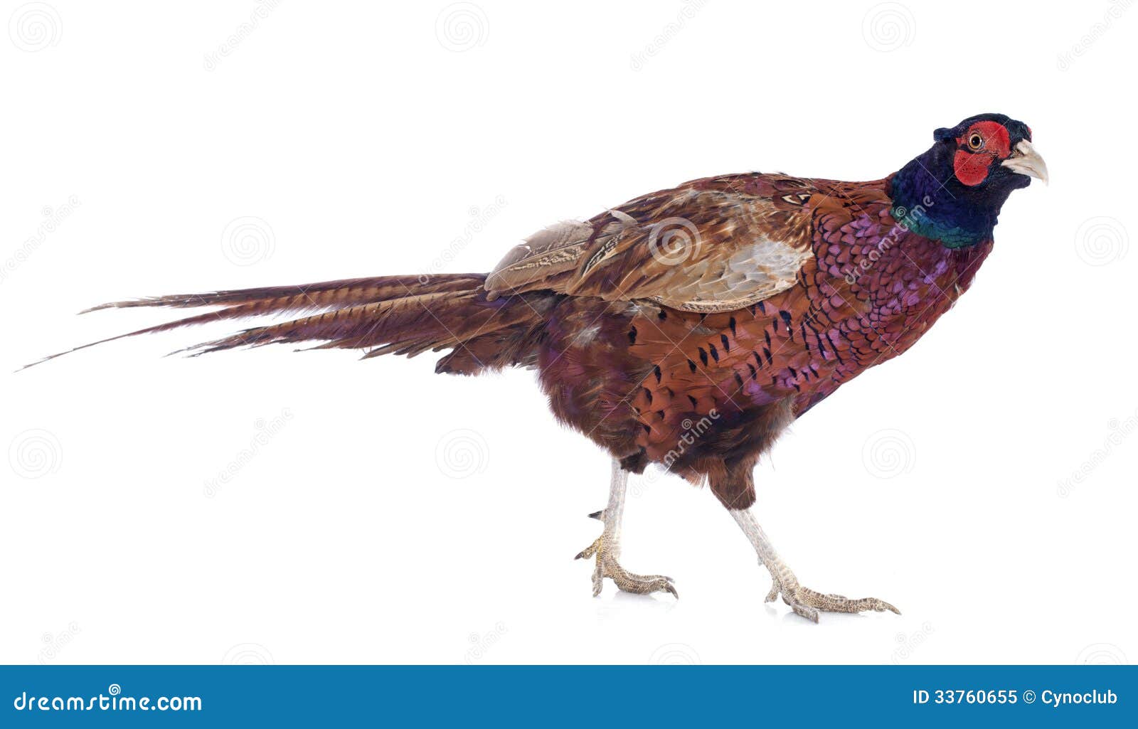 Male European Common Pheasant Stock Photo | CartoonDealer.com #24709086