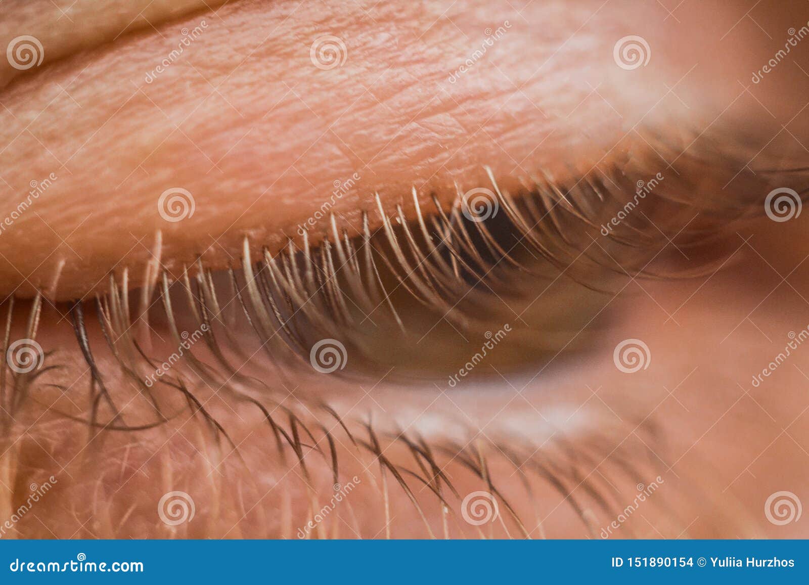 Male Eye Close Up. Eyelashes in Macro Stock Photo - Image of healthy ...