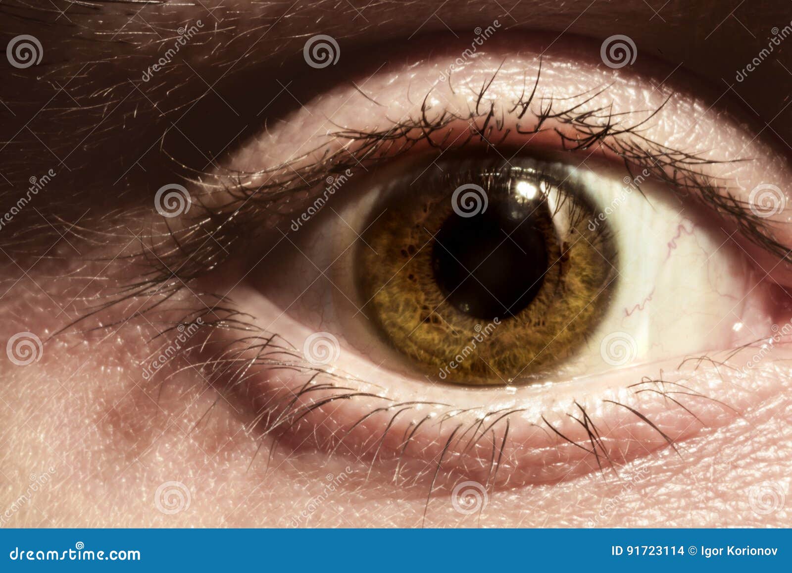 Male eye macro stock photo. Image of green, pupil, human - 91723114