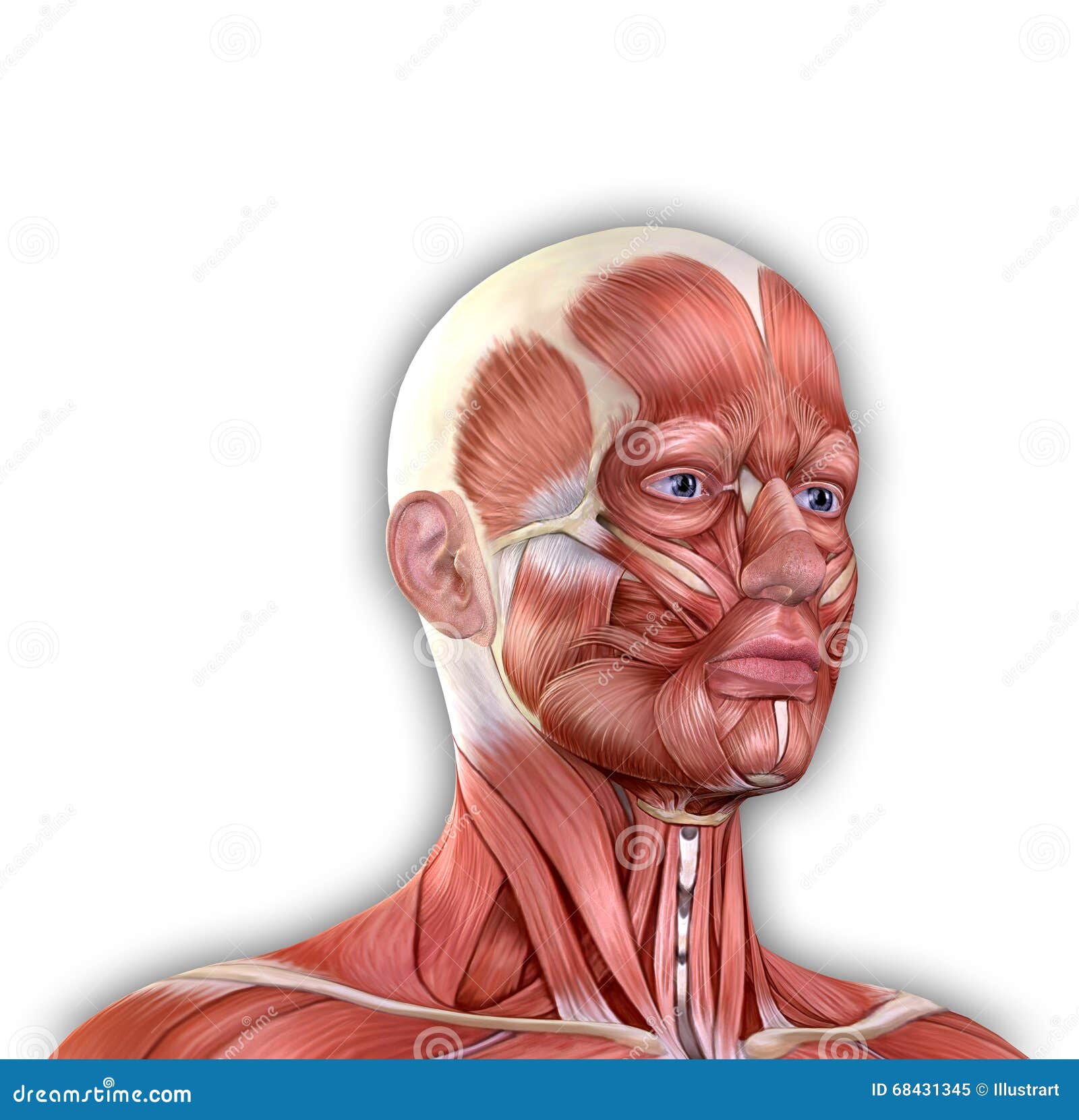 Male Face Muscles Anatomy stock illustration. Illustration of athlete ...