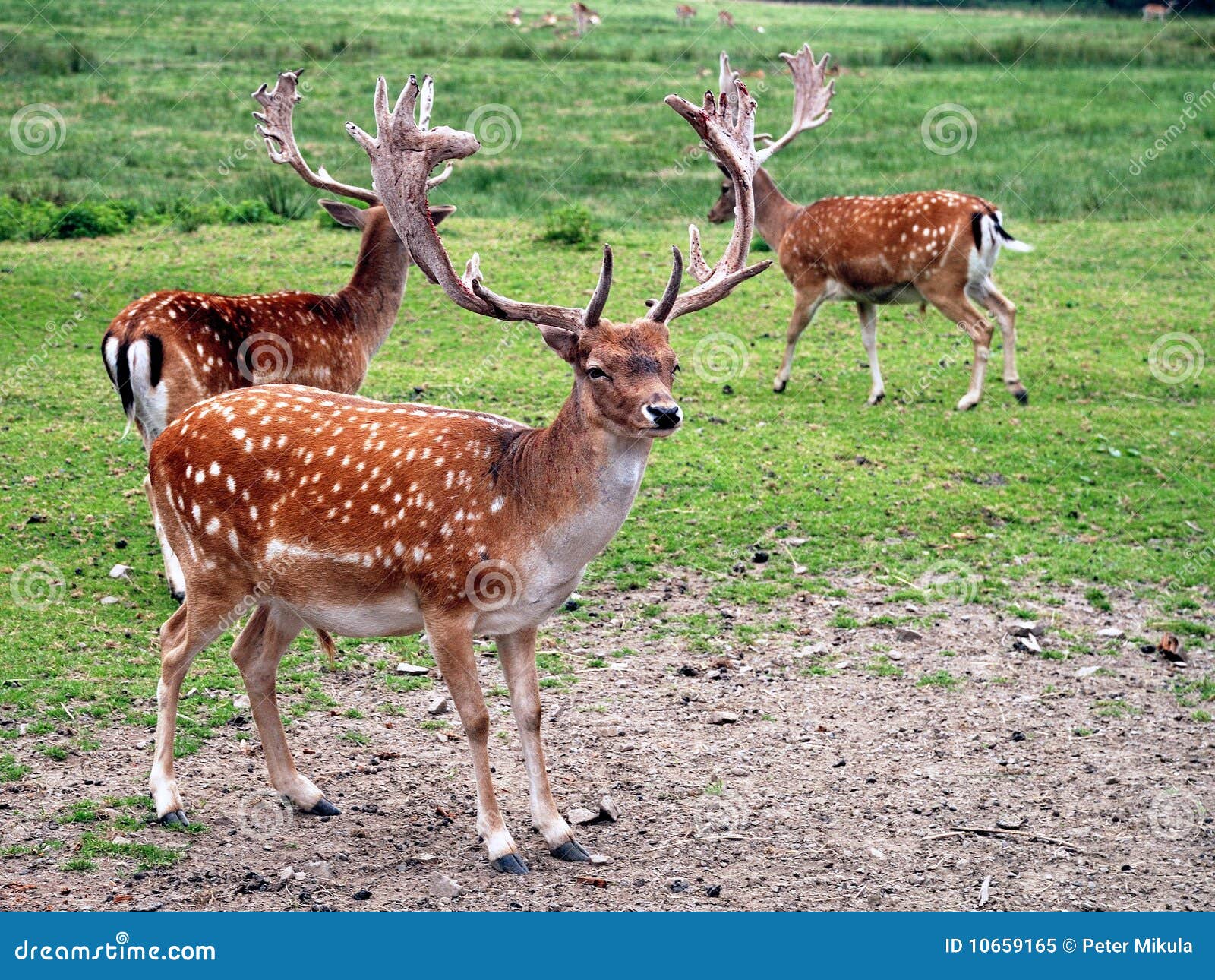 A Male Fallow Deer In Rut Stands On Top Of A Hill In Amsterdamse ...