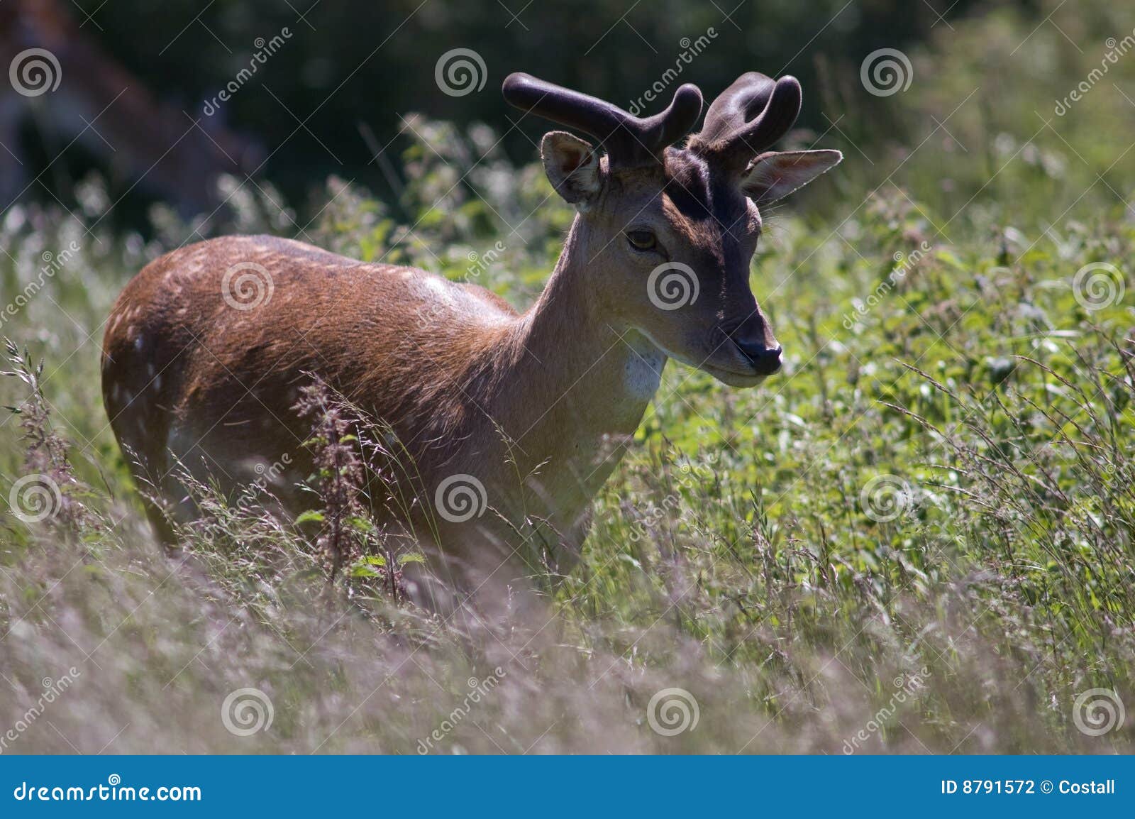 Male Fallow Deer stock photo. Image of calm, grassland - 8791572
