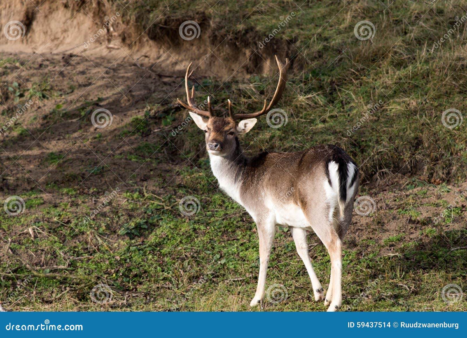 Male Fallow deer. stock photo. Image of nature, deer - 59437514