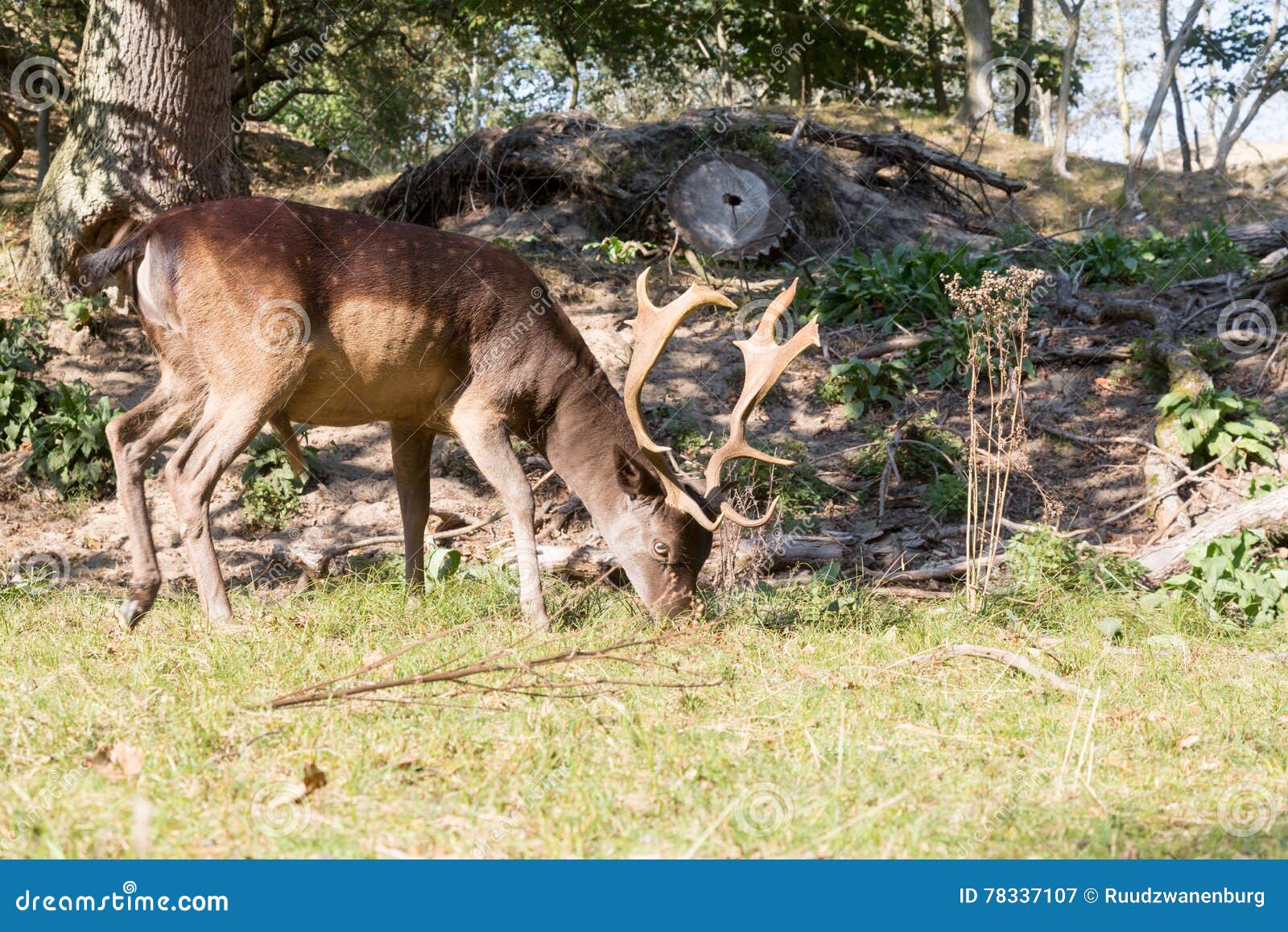 Male Fallow deer stock image. Image of deer, mammal, nature - 78337107