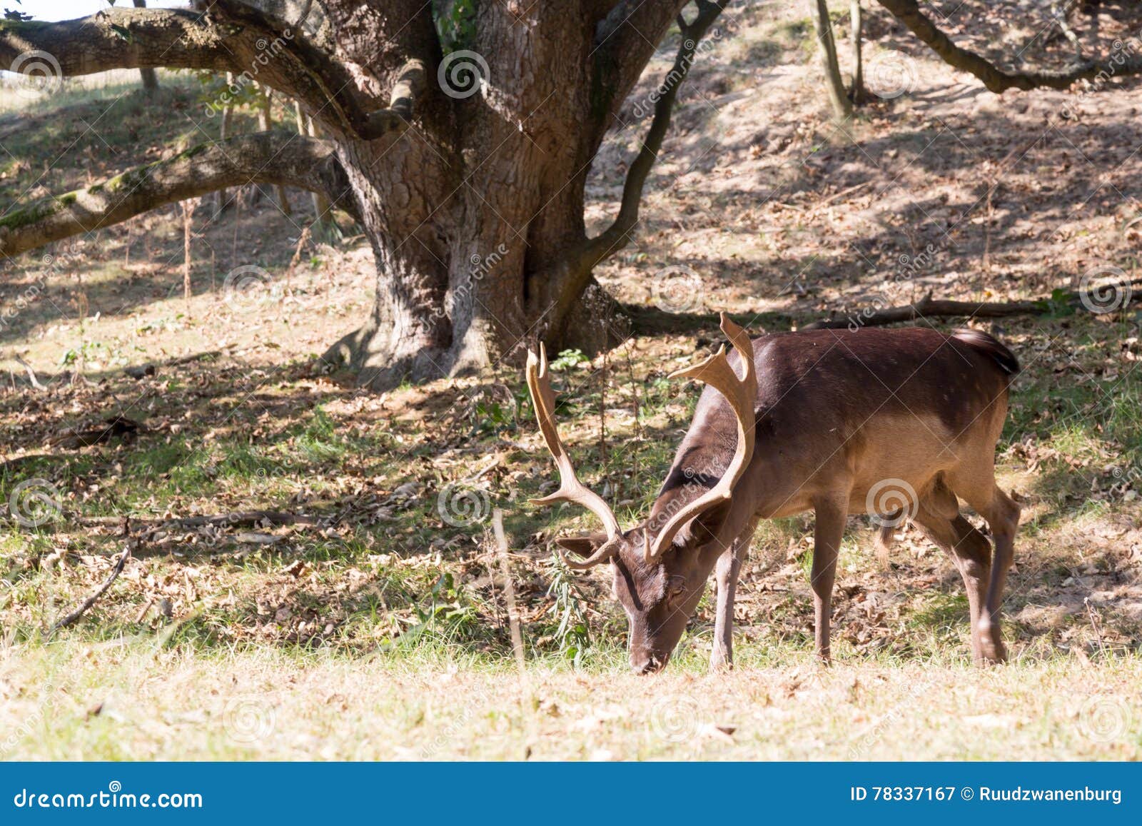 Male Fallow deer stock image. Image of dark, animal, wildlife - 78337167