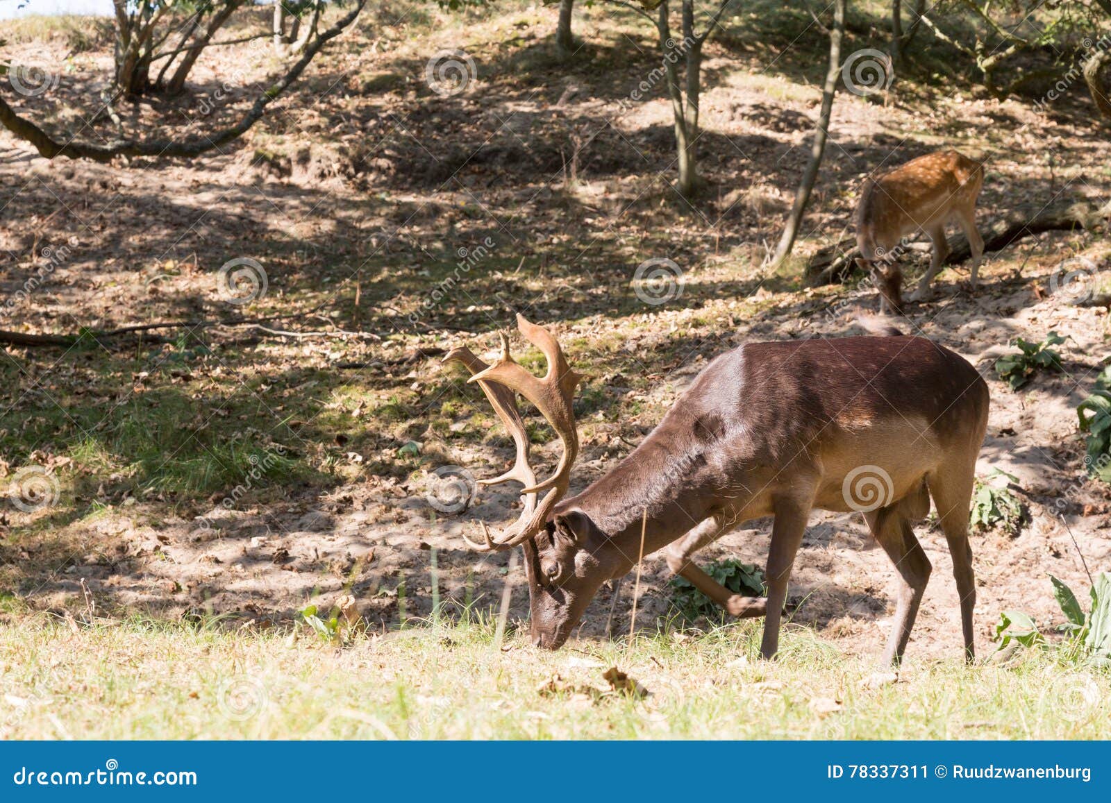 Male Fallow deer stock image. Image of wildlife, deer - 78337311
