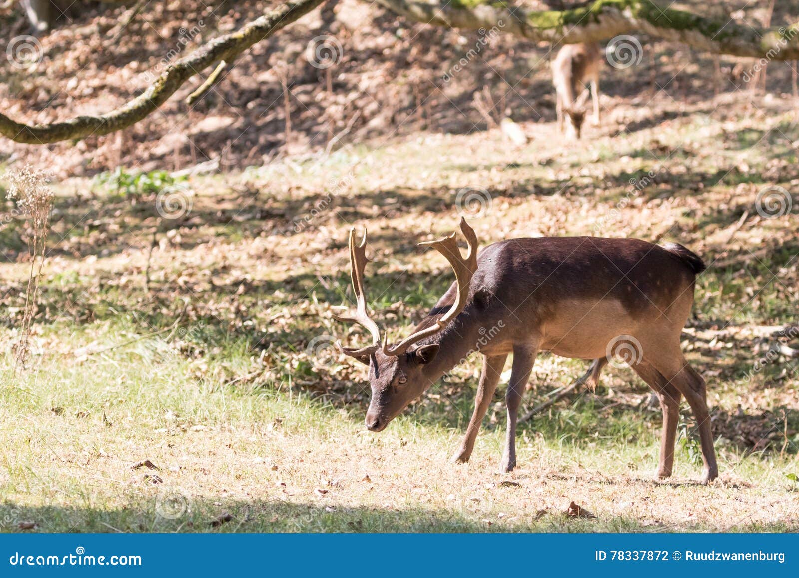 Male fallow deer stock photo. Image of deer, brown, green - 78337872