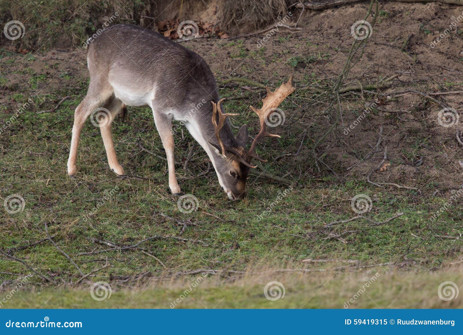 Male Fallow deer. stock image. Image of antlers, nature - 59419315
