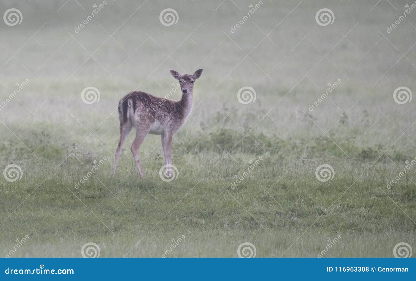 Fallow deer doe stock photo. Image of animal, fallow - 116963308