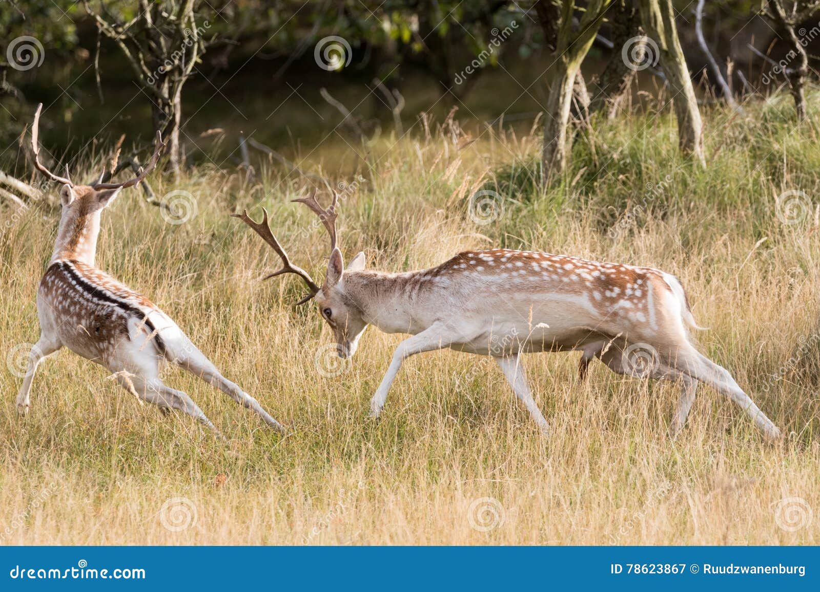 Male Fallow deer stock image. Image of light, fite, animal - 78623867