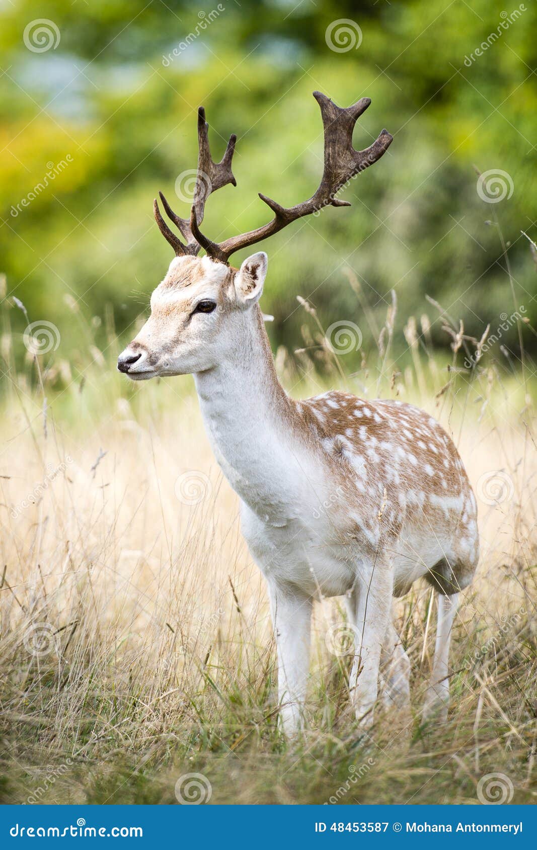 Male Fallow Deer in the Forest Stock Image - Image of nature, male ...