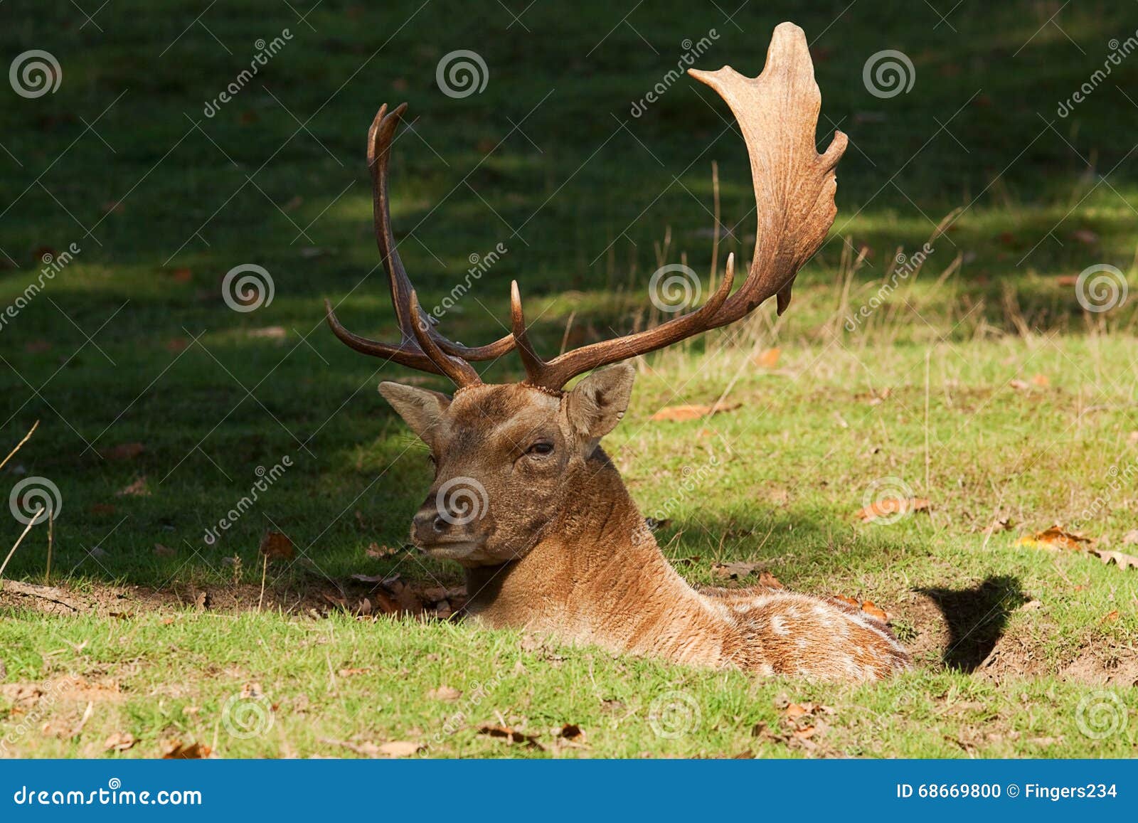 Male Fallow Deer stock photo. Image of fallow, nature - 68669800