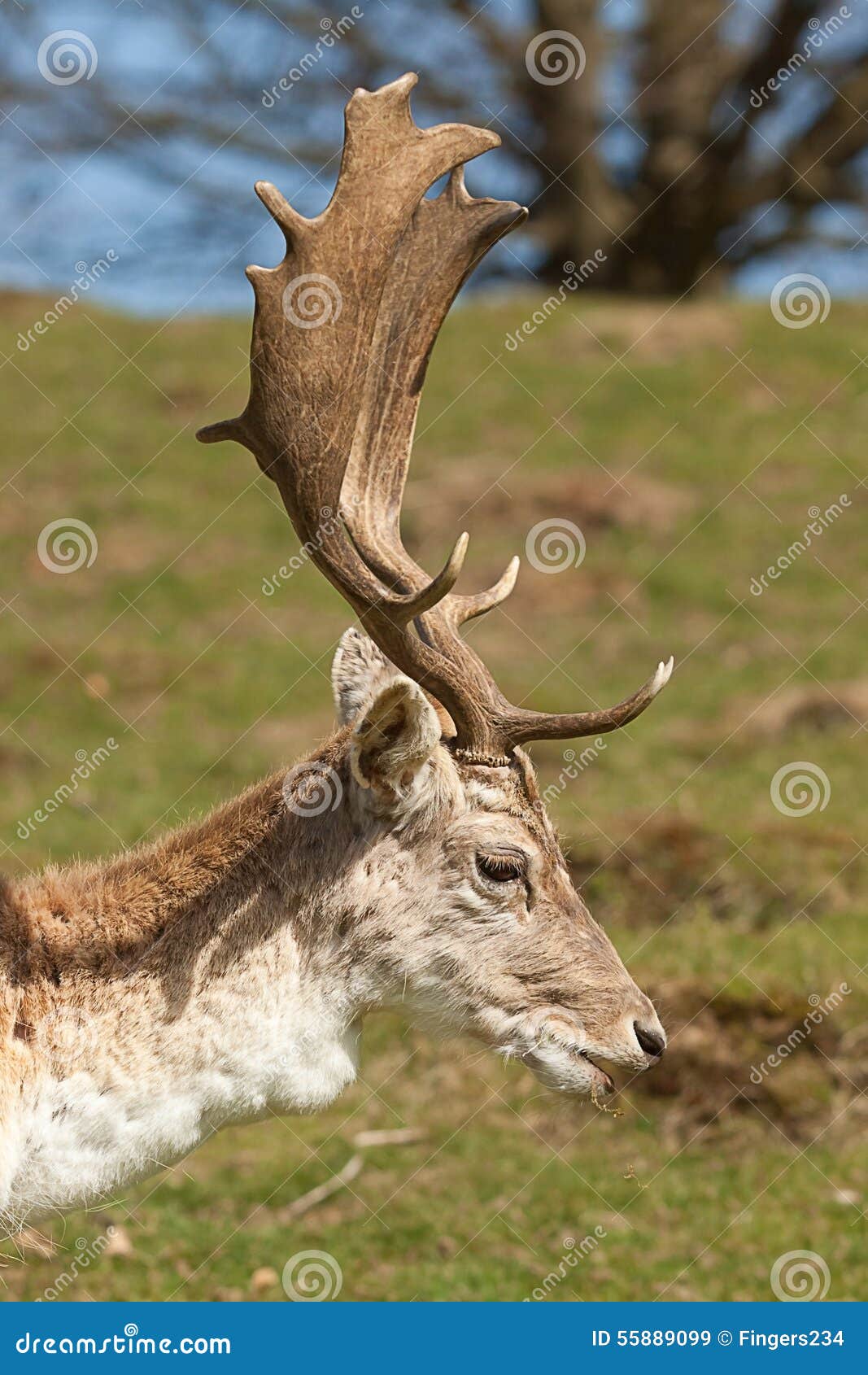 Male fallow deer stock image. Image of fauna, green, portrait - 55889099