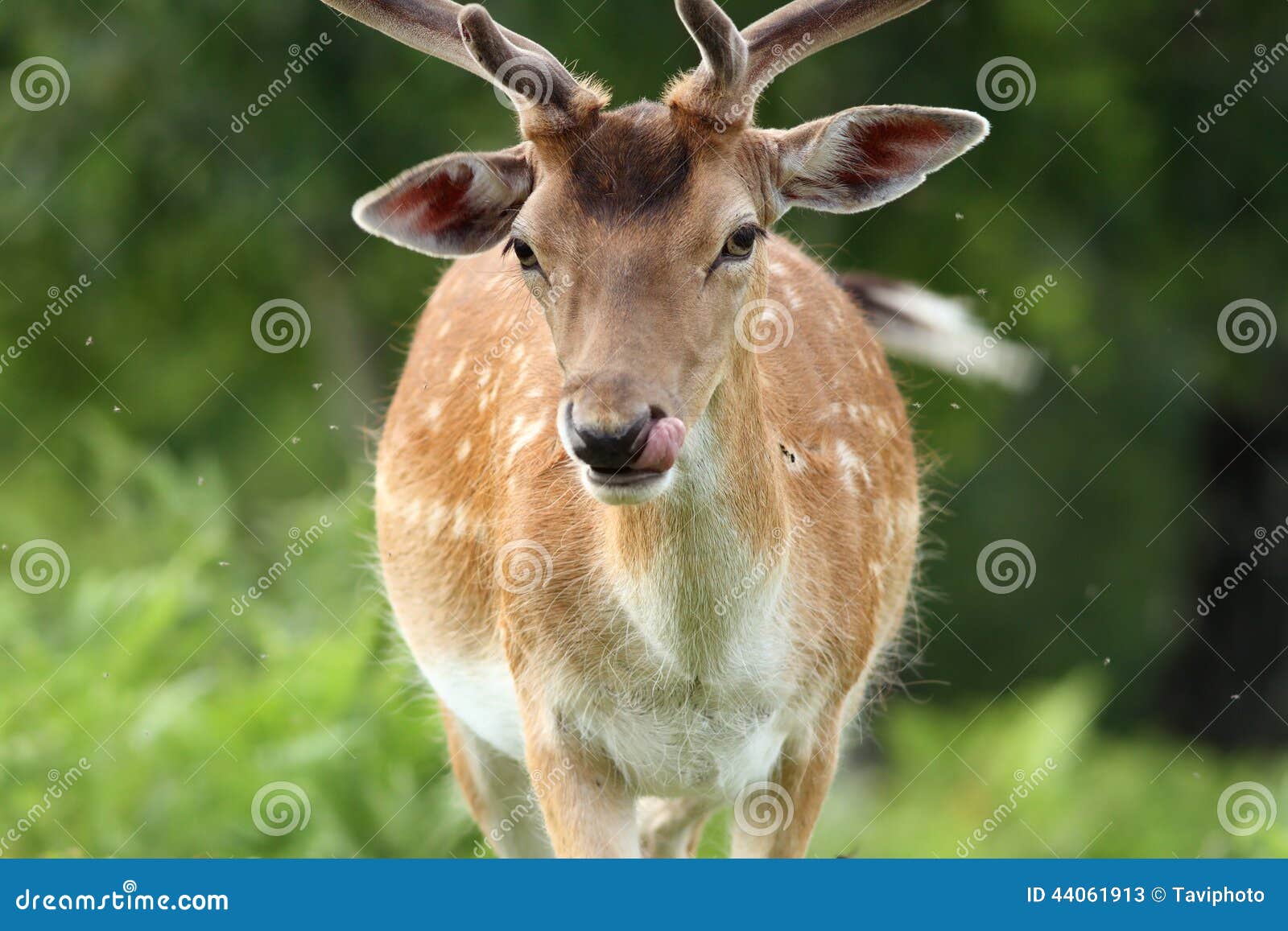 Male fallow deer portrait stock image. Image of male - 44061913