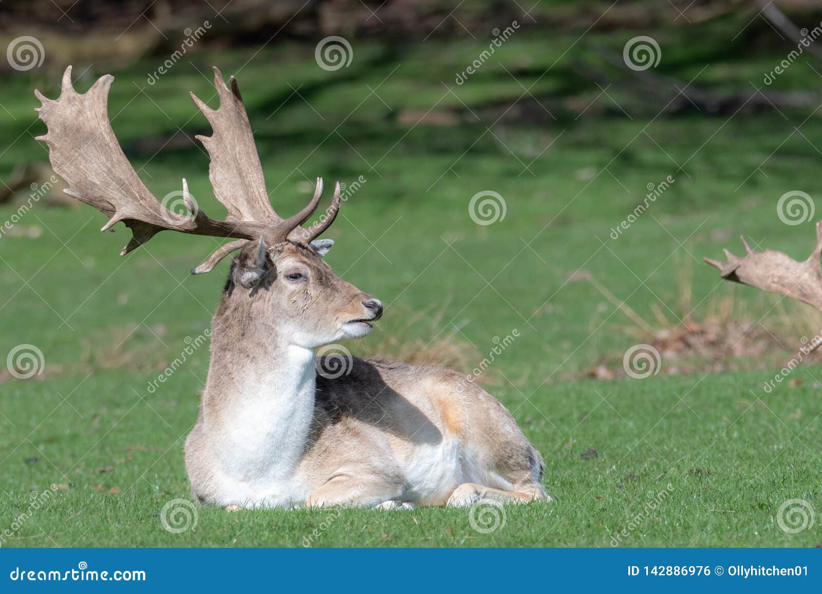 A Male Fallow Deer Relaxing in a Field Stock Photo - Image of fallow ...