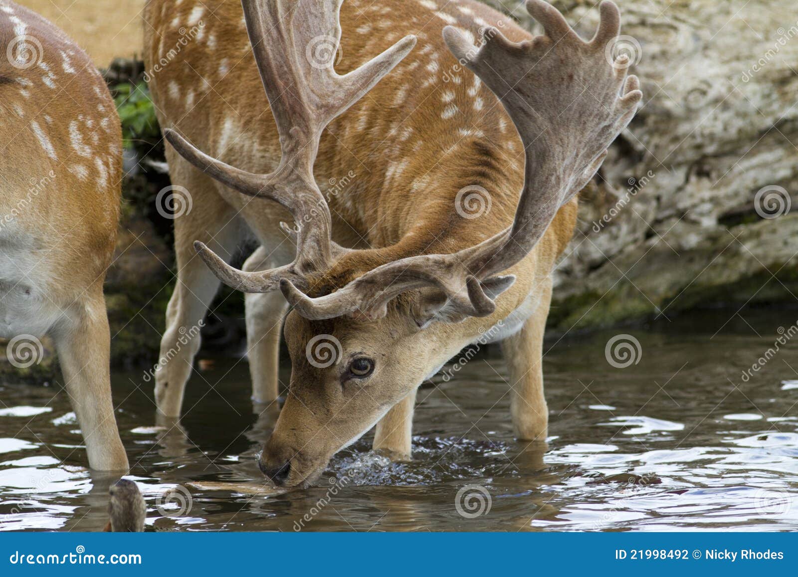 Male fallow deer in stream stock photo. Image of stands - 21998492