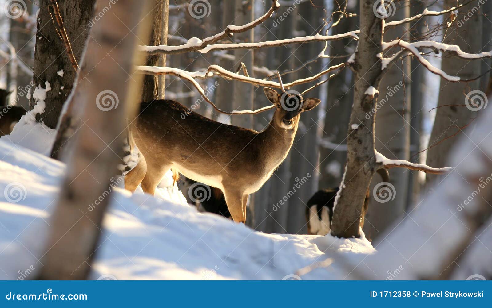Male Fallow Deer In Winter Picture. Image: 1712358
