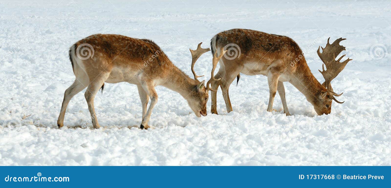 Male fallow deer in winter stock photo. Image of east - 17317668