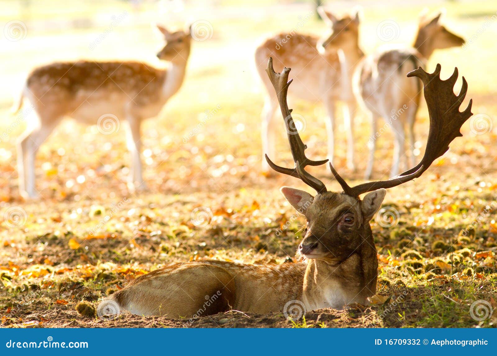 Male Fallow with Some Hinds Stock Photo - Image of fallow, dama: 16709332