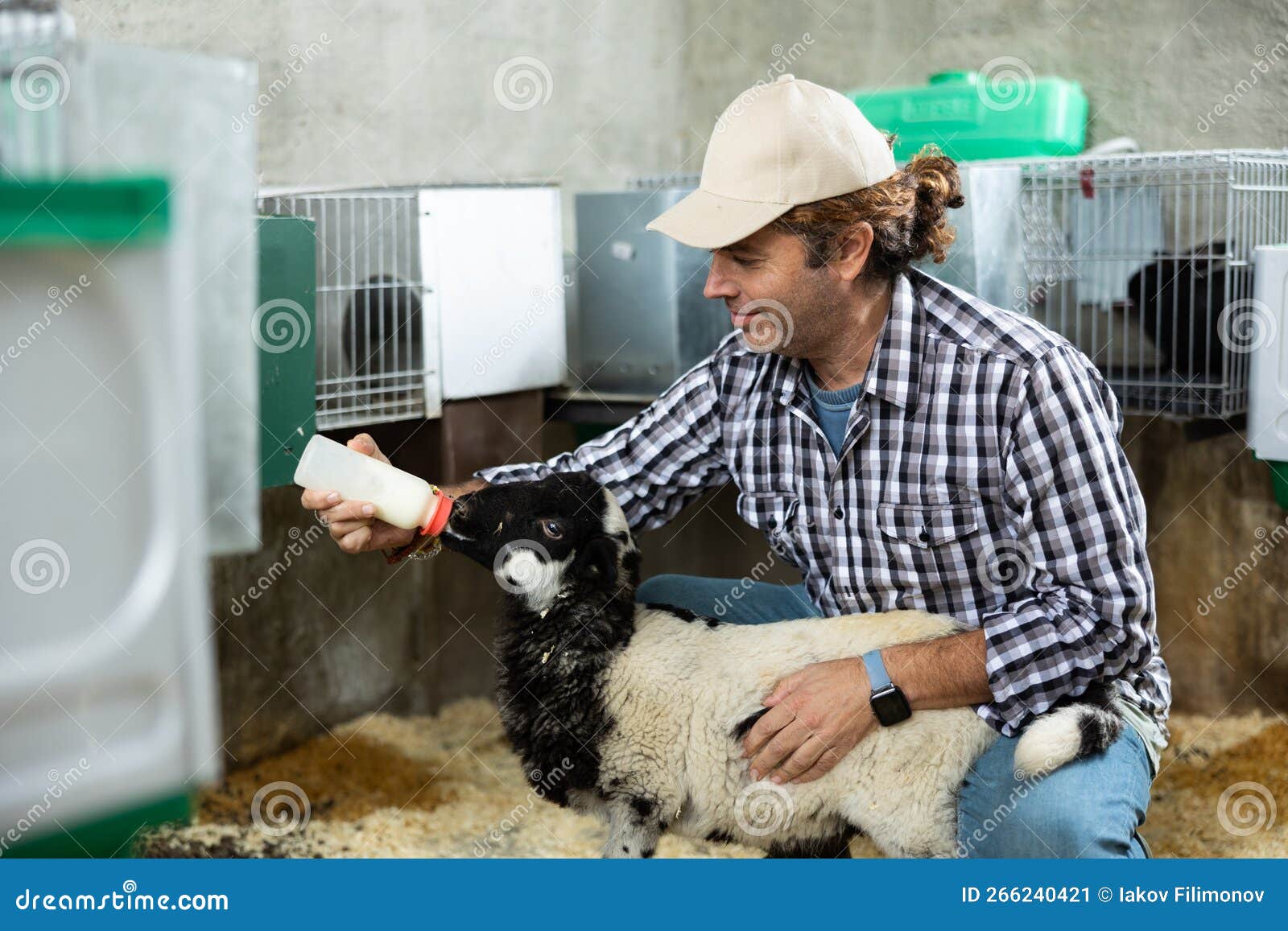 Male Farm Worker Feeding Baby Sheep Stock Image - Image of husbandry ...
