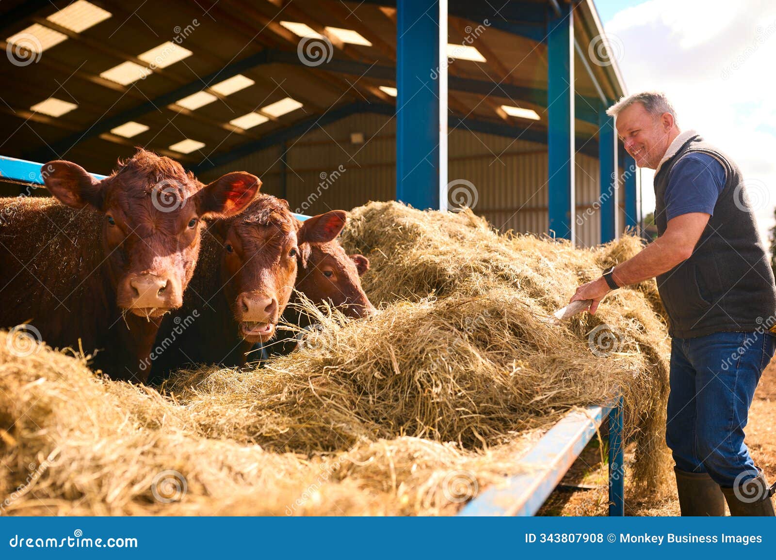 Male Farm Worker Using Pitchfork To Feed Hay To Cattle in Barn Stock ...