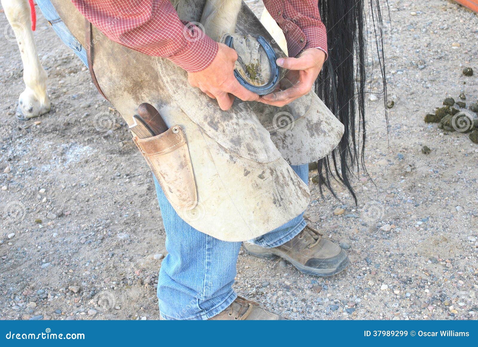 Male farrier. stock image. Image of blacksmith, equine - 37989299