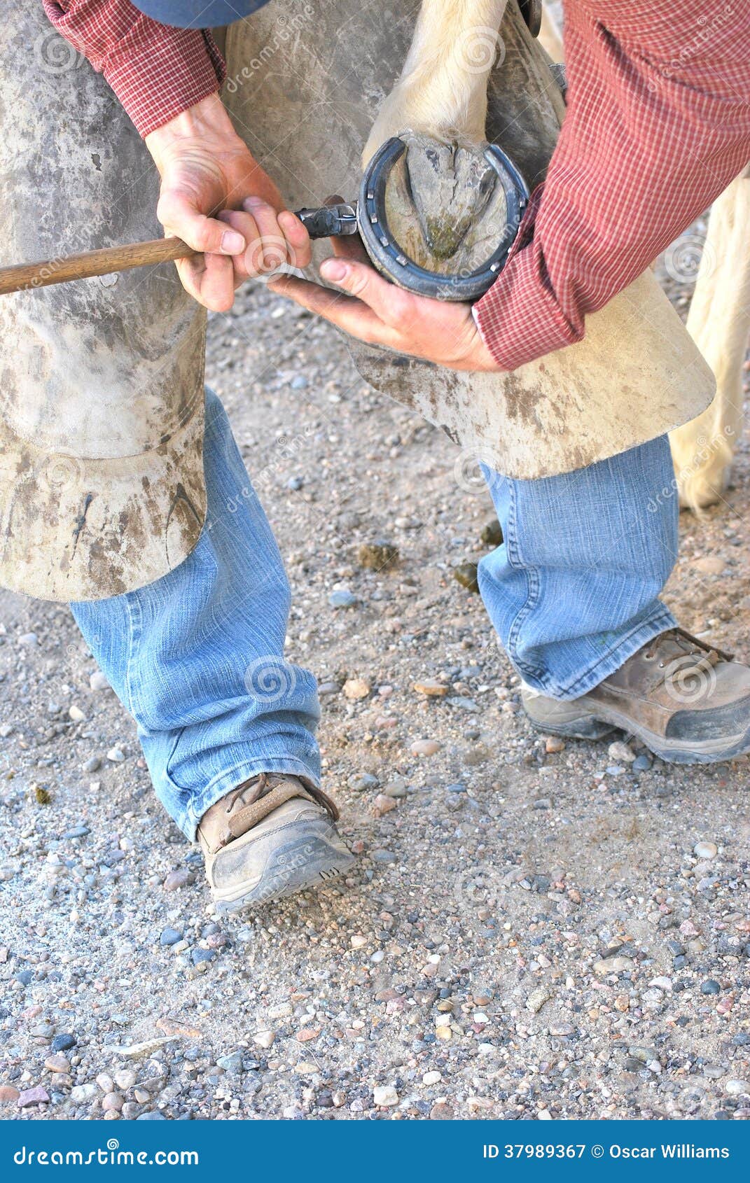 Male farrier. stock image. Image of mammal, farrier, tools - 37989367
