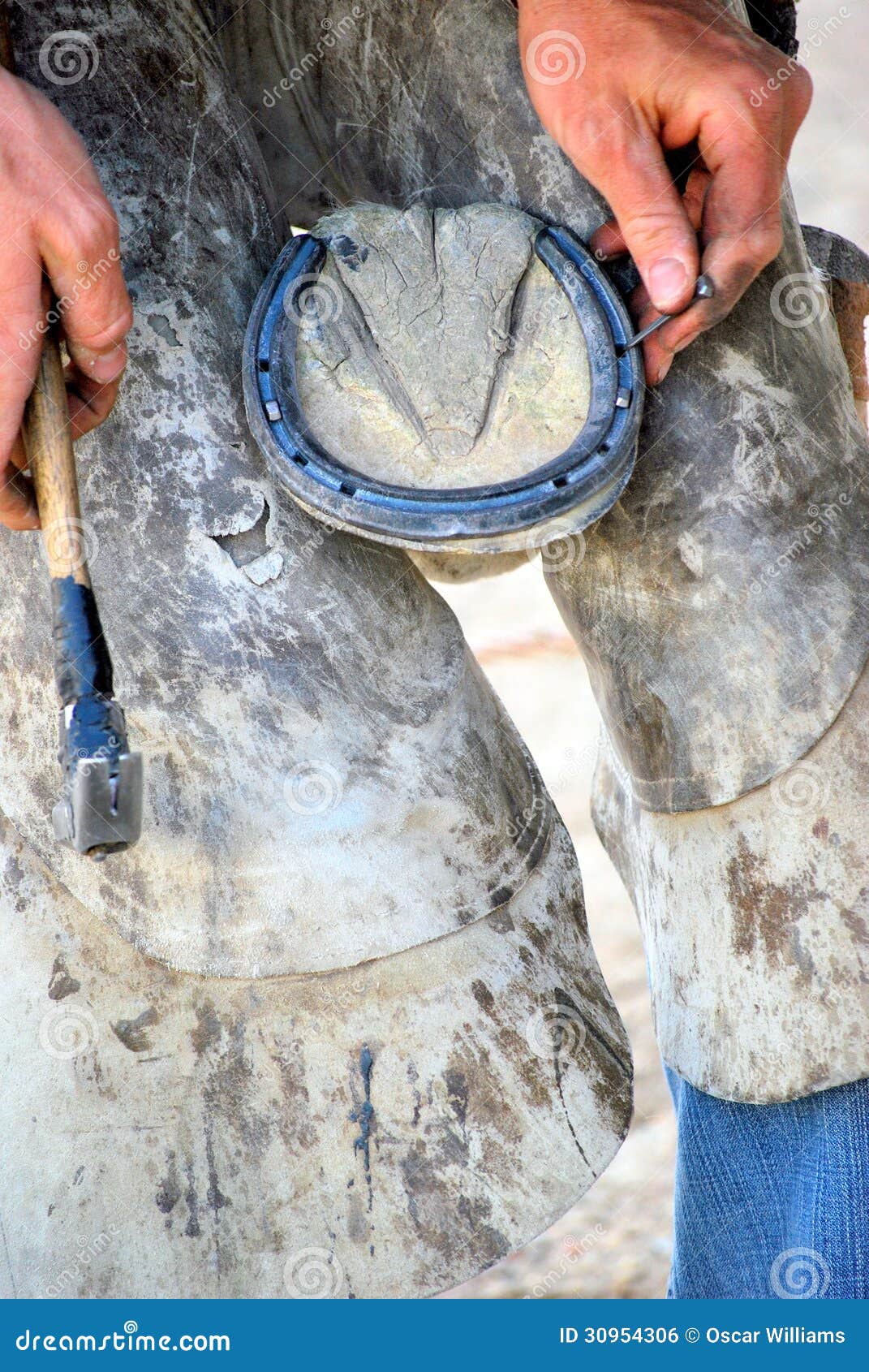 Male farrier. stock photo. Image of people, male, profession - 30954306