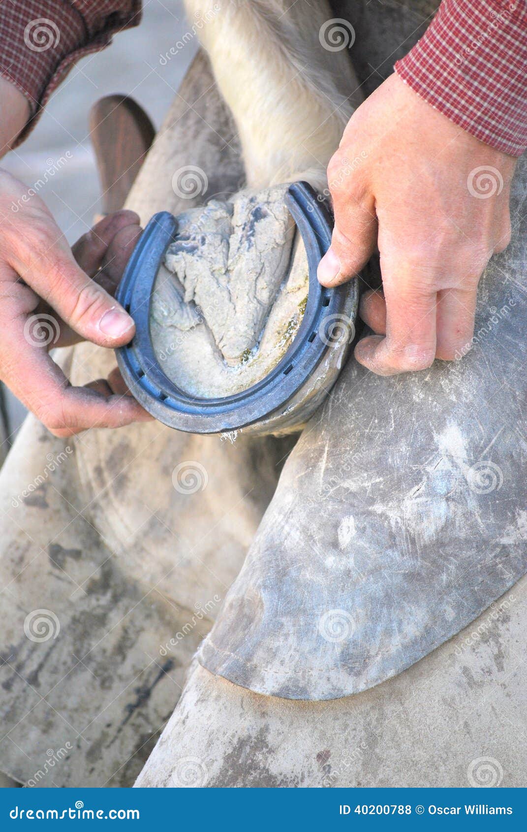 Male farrier. stock photo. Image of ranch, skill, mammal - 40200788