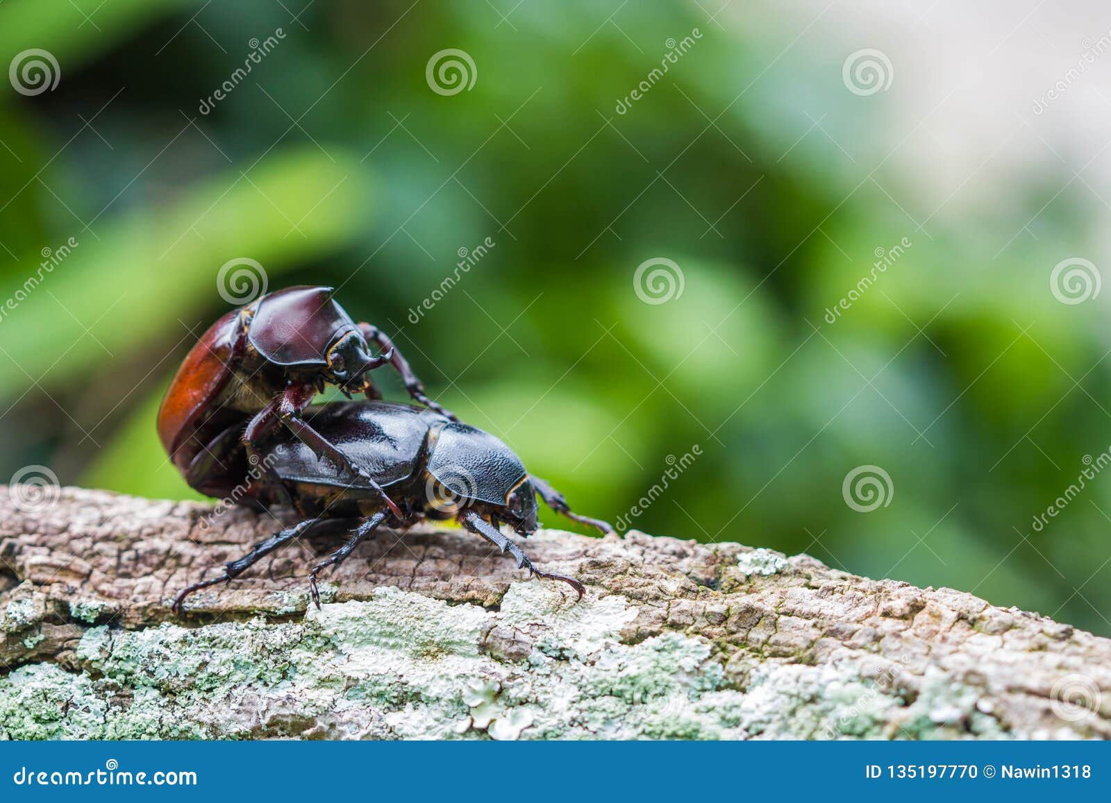 Male and Female Beetles Dynastinae Mating on Branches.selective Focus ...